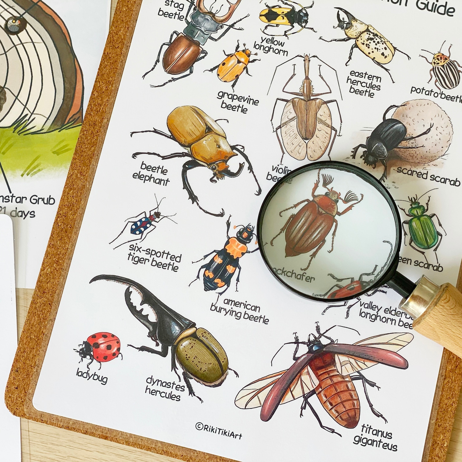 Beetles Unit Study Homeschool Learning Bundle Charlotte Mason Printable ...