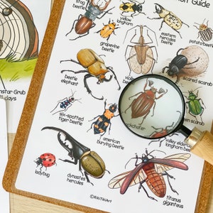 Beetles Unit Study Homeschool Learning Bundle Charlotte Mason Printable ...