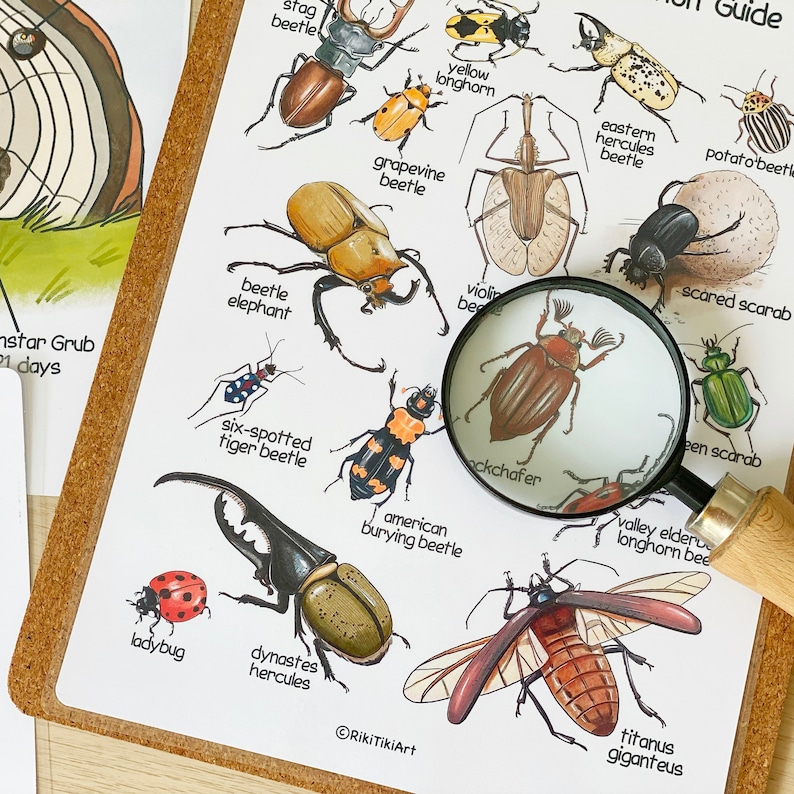 Beetles Unit Study Homeschool Learning Bundle Charlotte Mason - Etsy