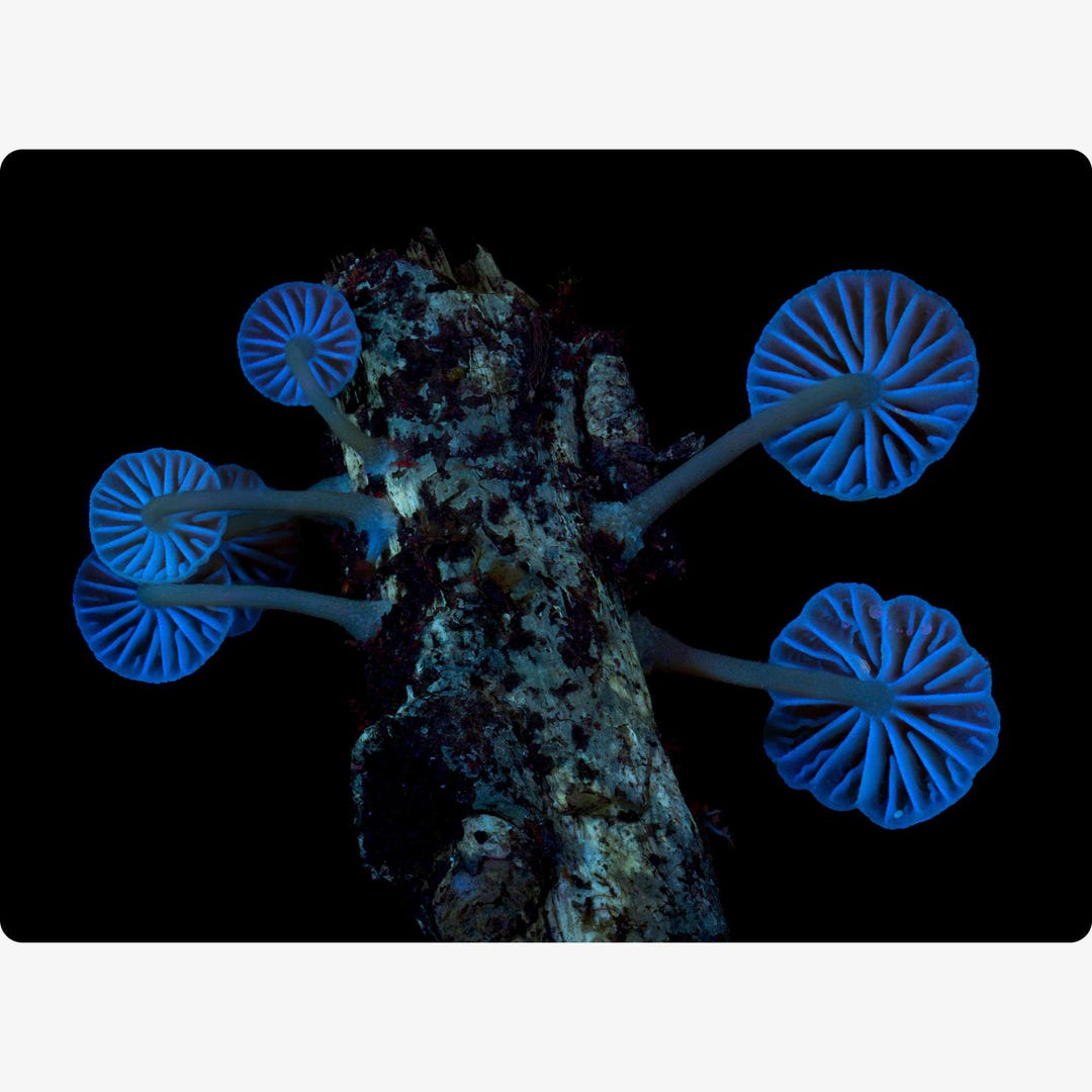 Blue Mycena Mushrooms Print - Etsy