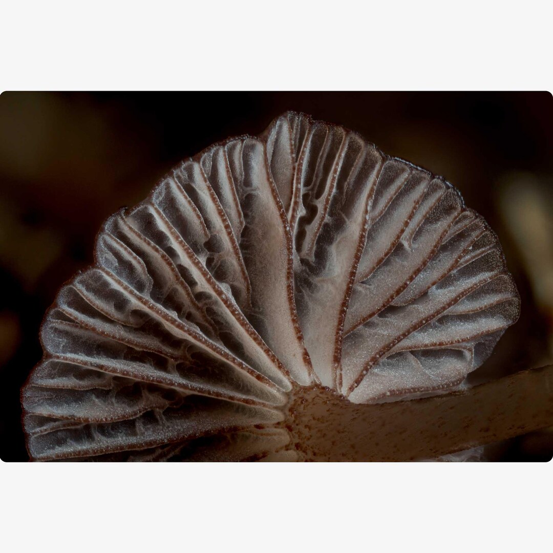 Purple Mycena Mushroom Gills Print - Etsy