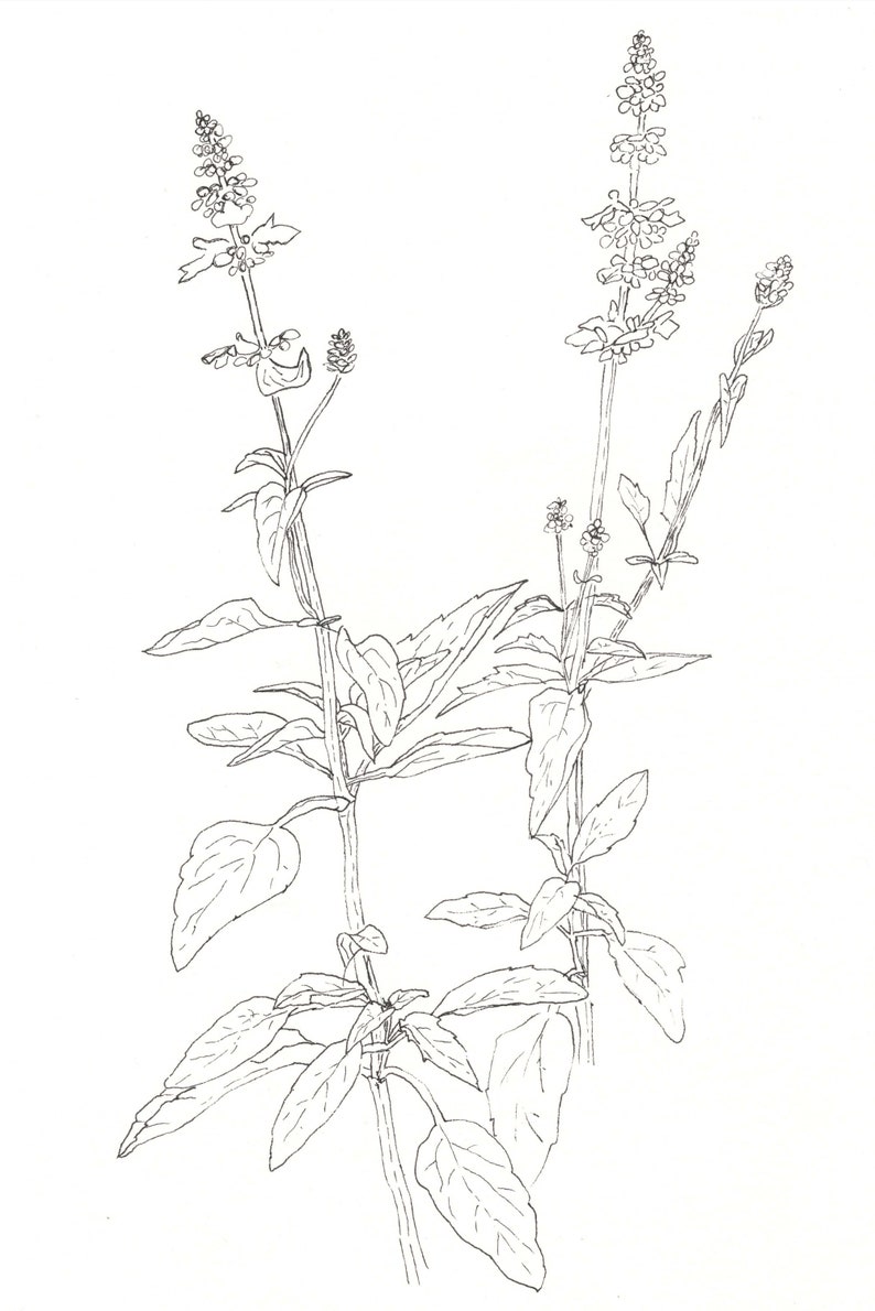 Salvia Pen and Ink Drawing Print - Etsy