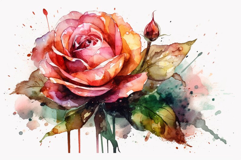 Water Color Rose Clipart PNG Pack - Etsy