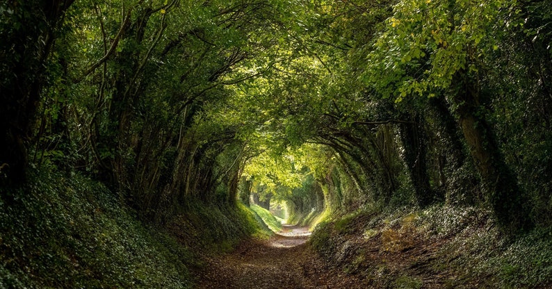 Digital Photo of the Halnaker Tree Tunnel in West Sussex UK, With ...