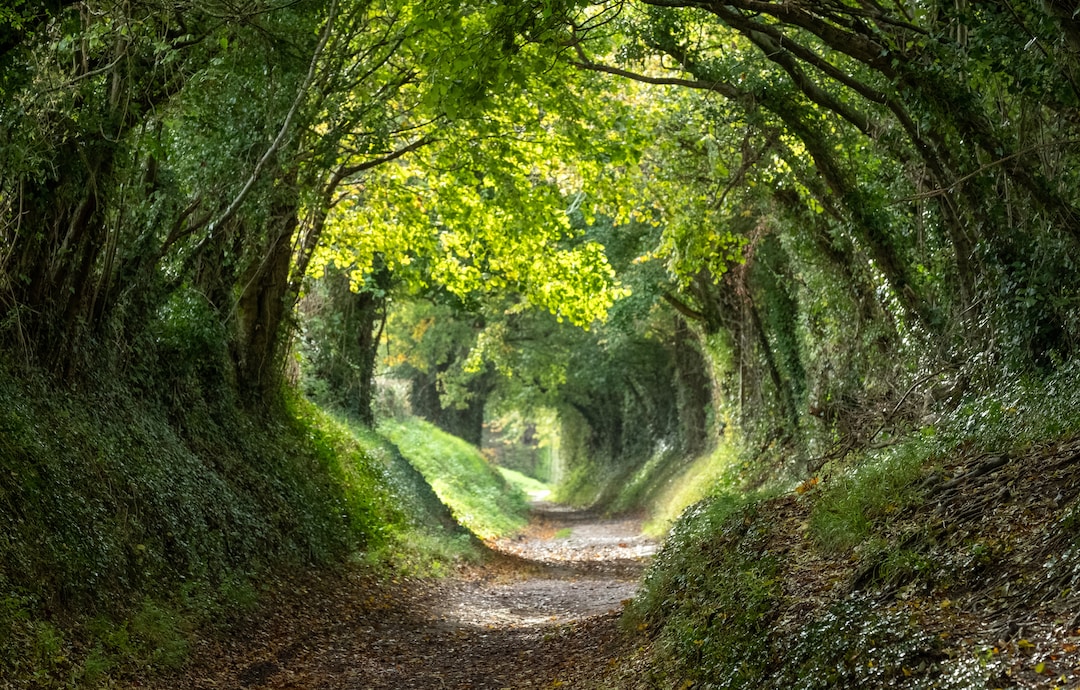 Digital Photo of the Halnaker Tree Tunnel in West Sussex UK, With ...