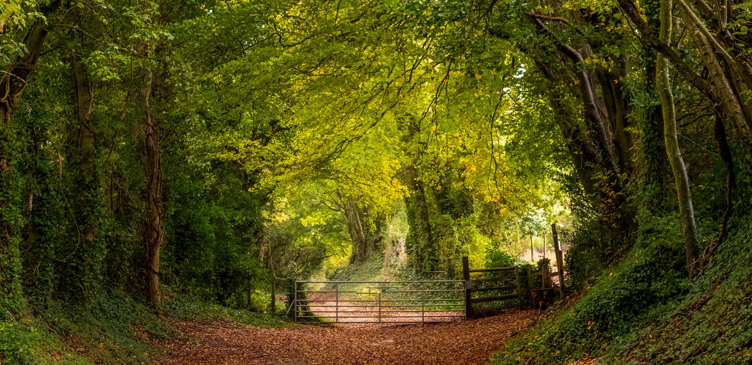 Digital Photo of the Halnaker Tree Tunnel in West Sussex UK, With ...