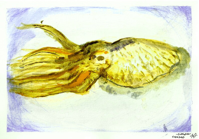 Watercolor Cuttlefish - Etsy