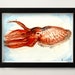 Watercolor Cuttlefish - Etsy