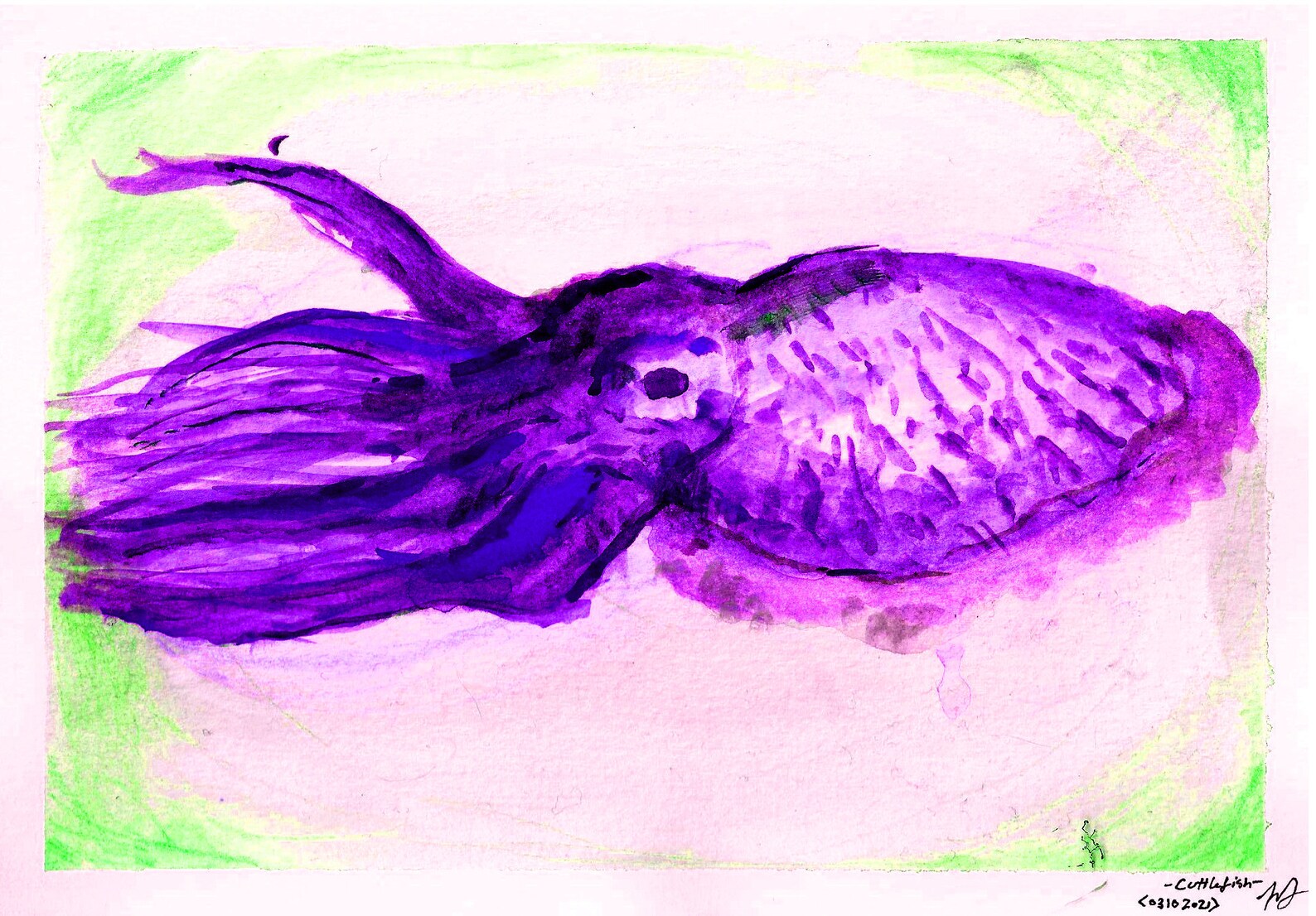 Watercolor Cuttlefish - Etsy
