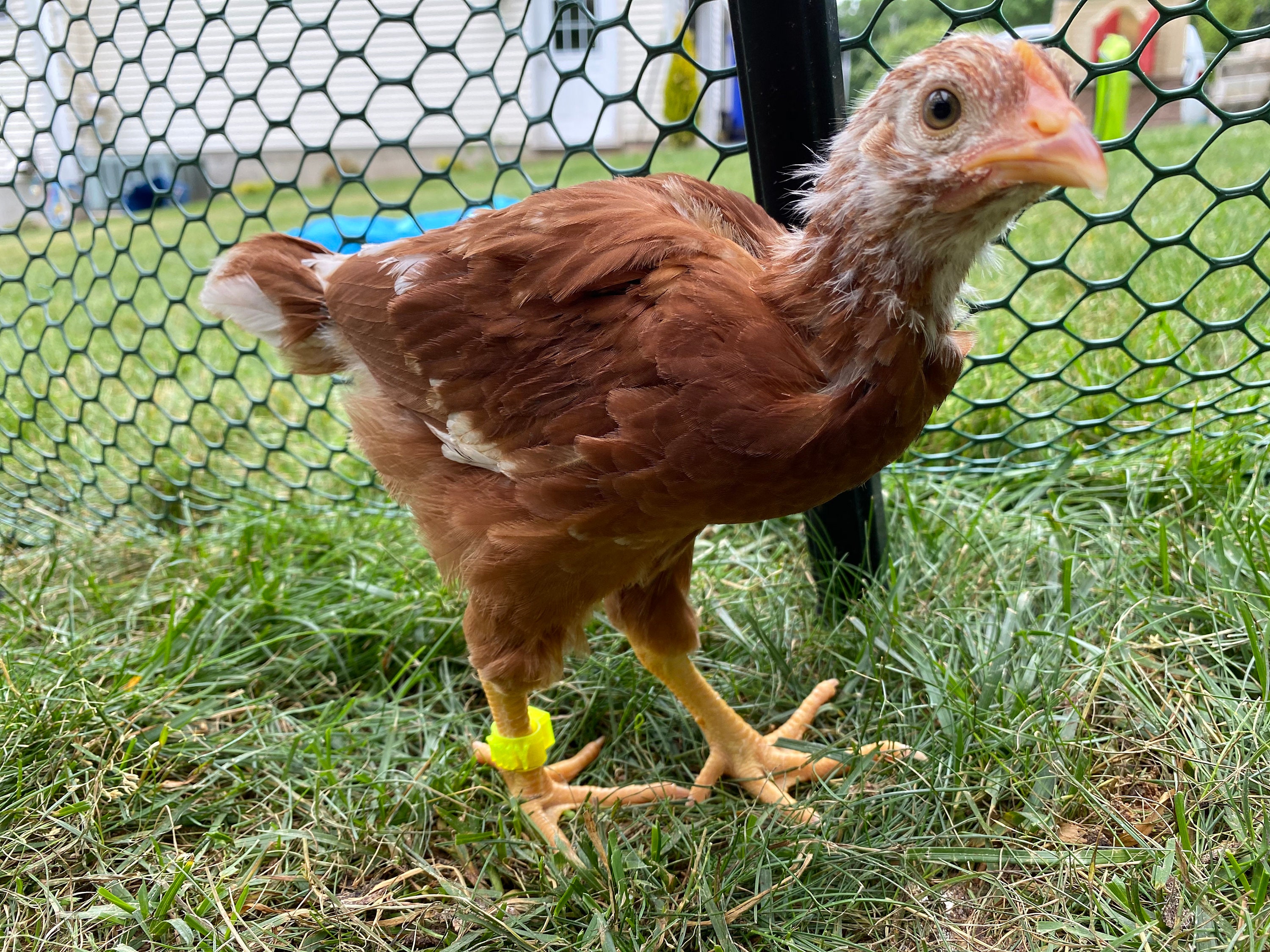 Personalized Chicken or Bird Leg Band Name Band - Etsy Australia