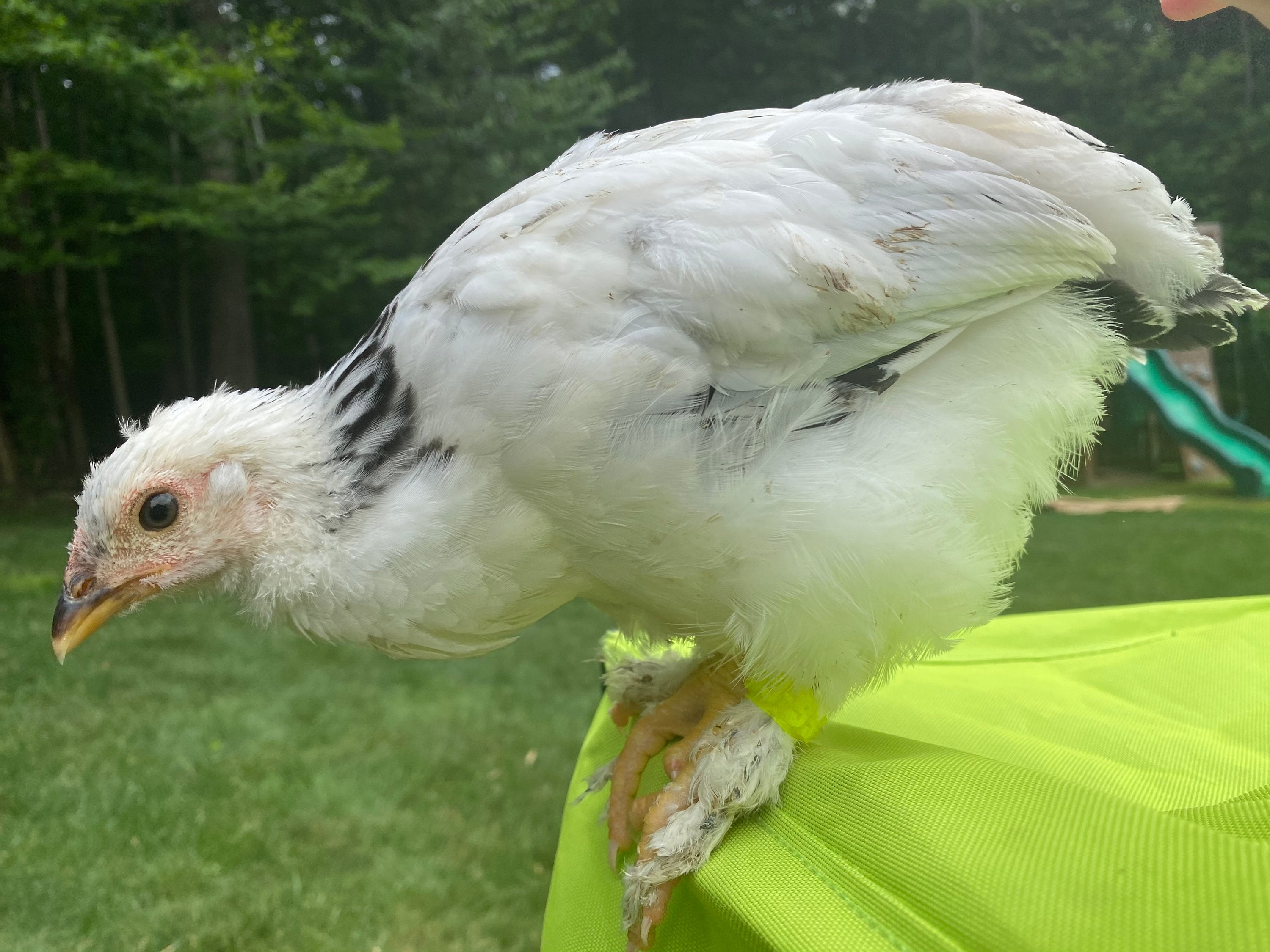 Personalized Chicken or Bird Leg Band Name Band - Etsy Australia