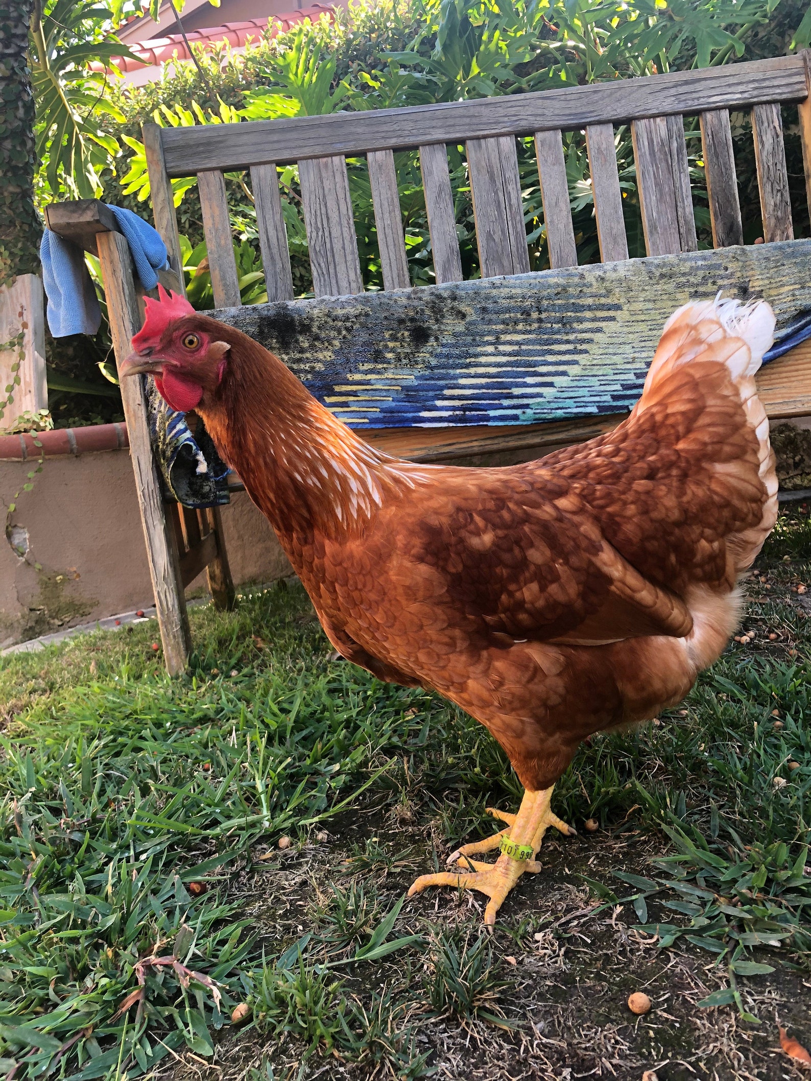 Personalized Chicken or Bird Leg Band Name Band - Etsy Australia