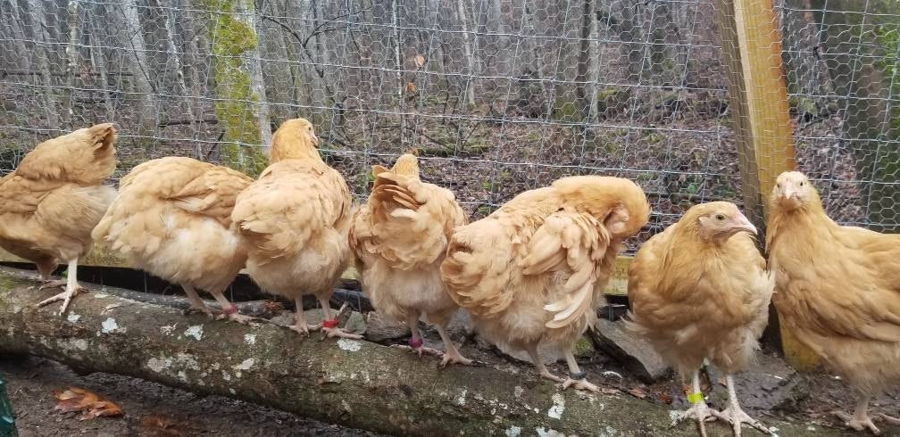 Personalized Chicken or Bird Leg Band Name Band - Etsy Australia