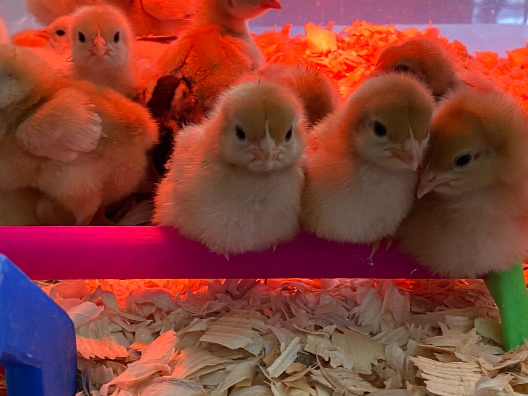 Chick Balance Beam Perch - Etsy