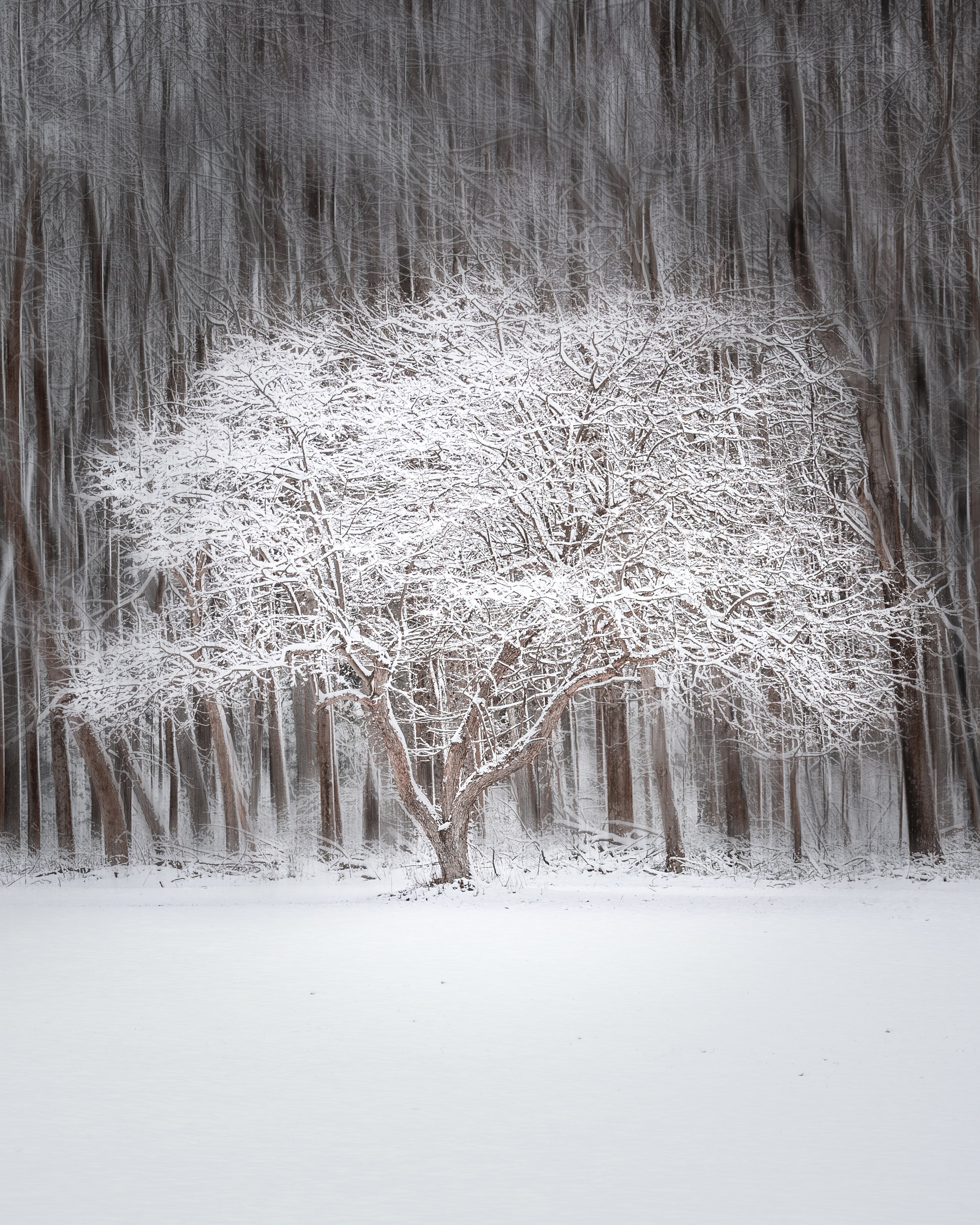 Snow Covered Tree, Landscape Photography, Fine Art Print - Etsy