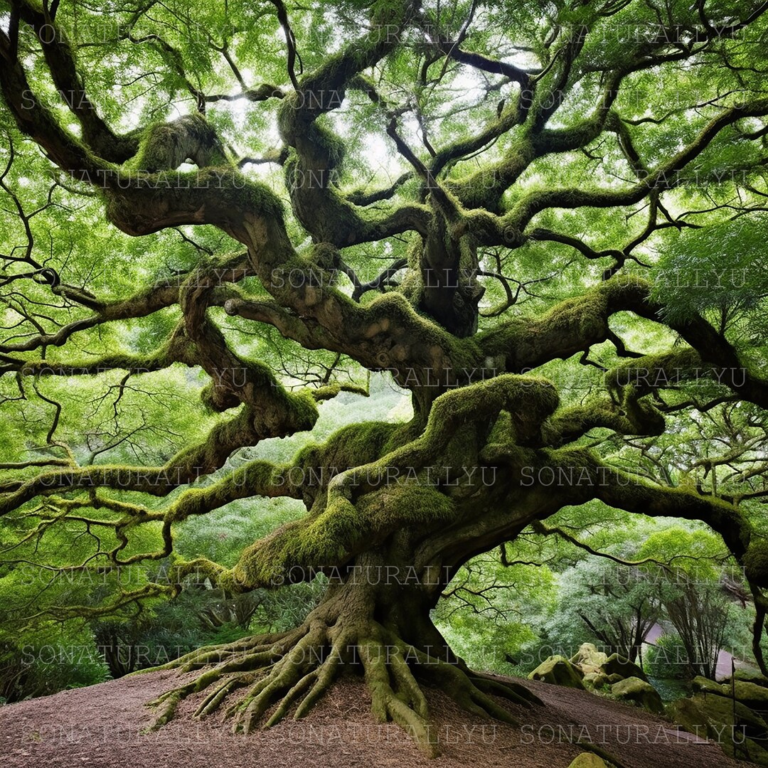 An Exotic Tree 01, Nature, Green, Brown Tree, Foliage, Downloadable ...