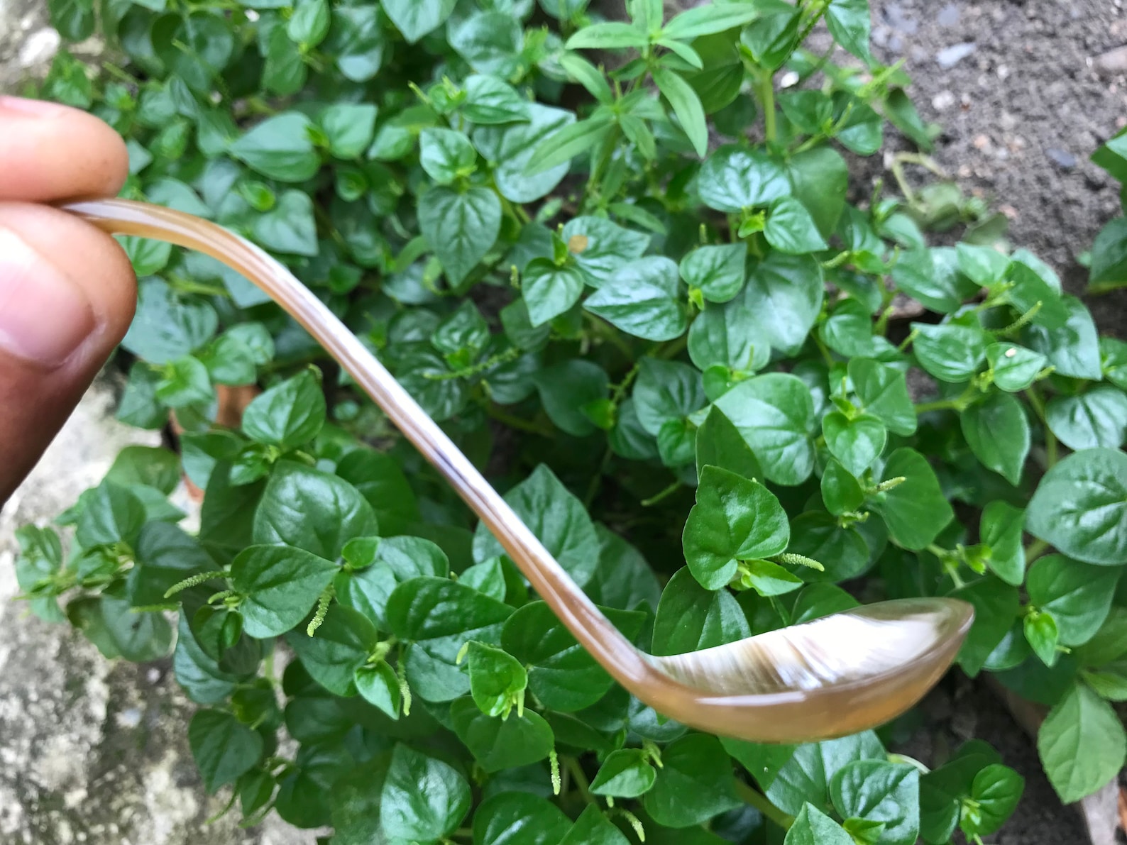 Combo 5 Tiny Spice Spoons, Buffalo Horn Sugar Spoon, Buffalo Horn Scoop ...