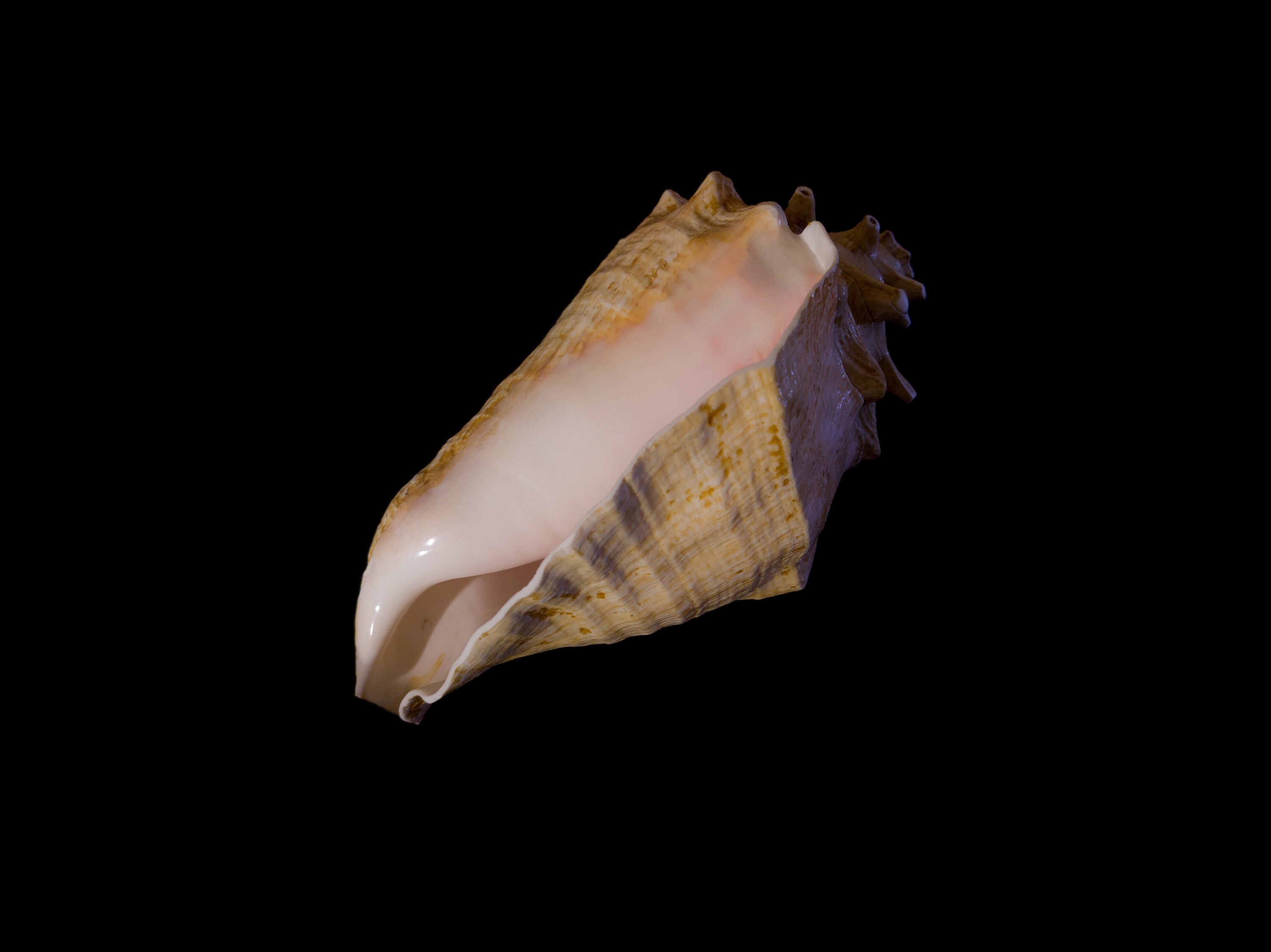 Conch Shell Horn trumpet Dunkar Antique Musical Instrument. Note Low ...