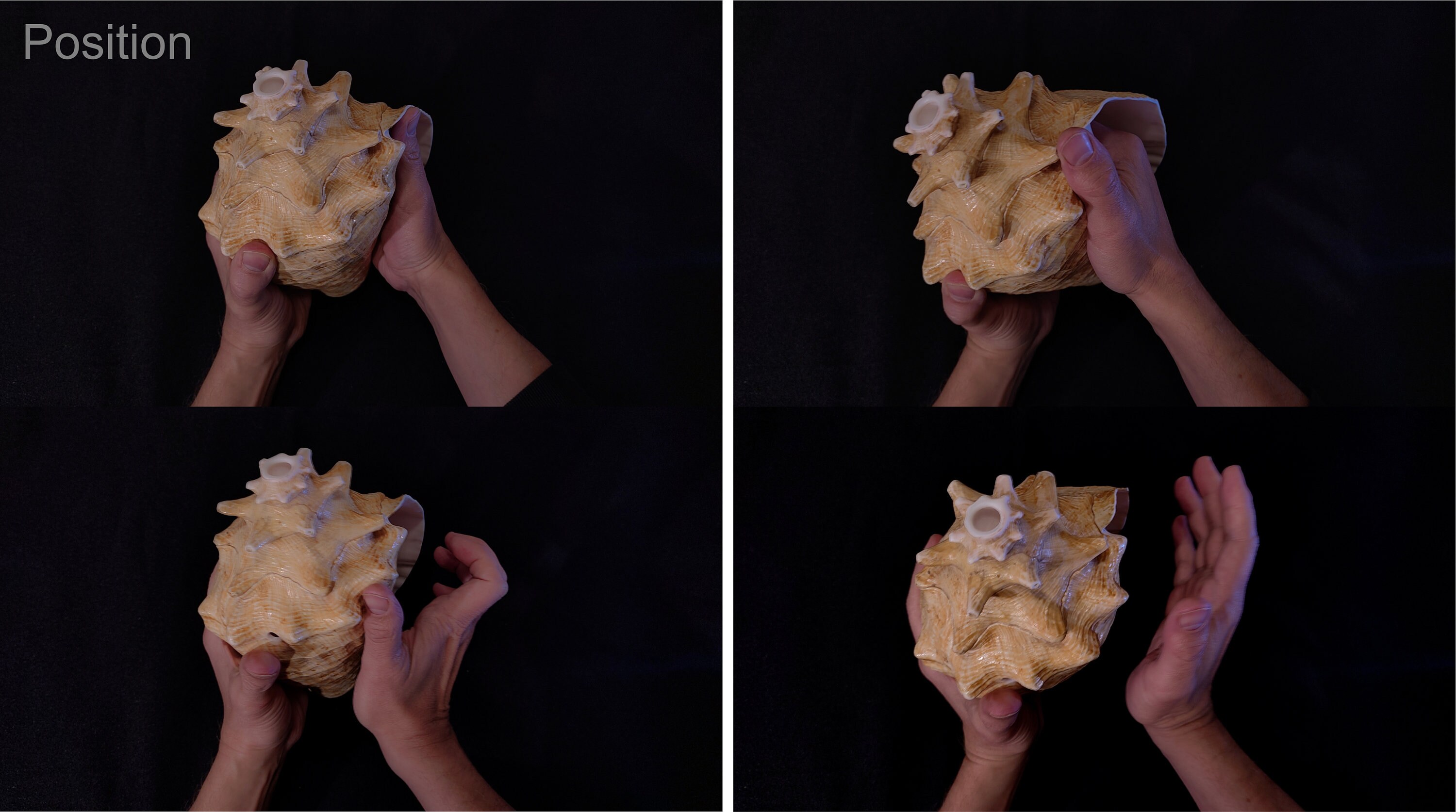 Conch Shell Horn trumpet Dunkar Antique Musical Instrument. Note Low ...