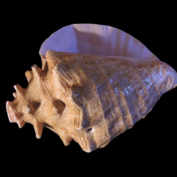 Conch Shell - Etsy