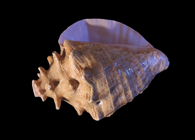 Conch Shell Horn trumpet Dunkar Antique Musical Istrument. Note Low ...
