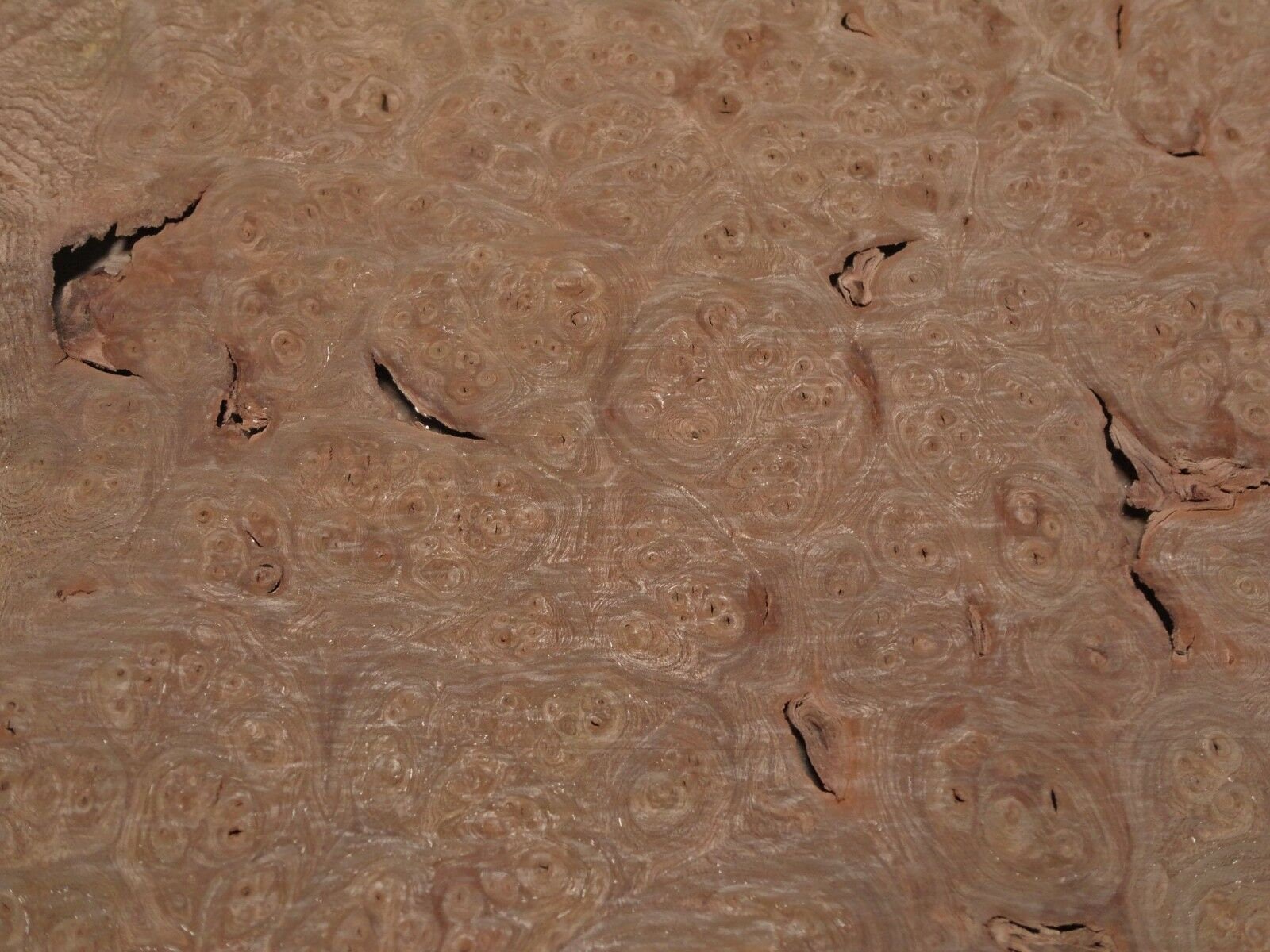 Carpathian Elm Burl Wood Veneer 10 X 15 Raw No | Etsy