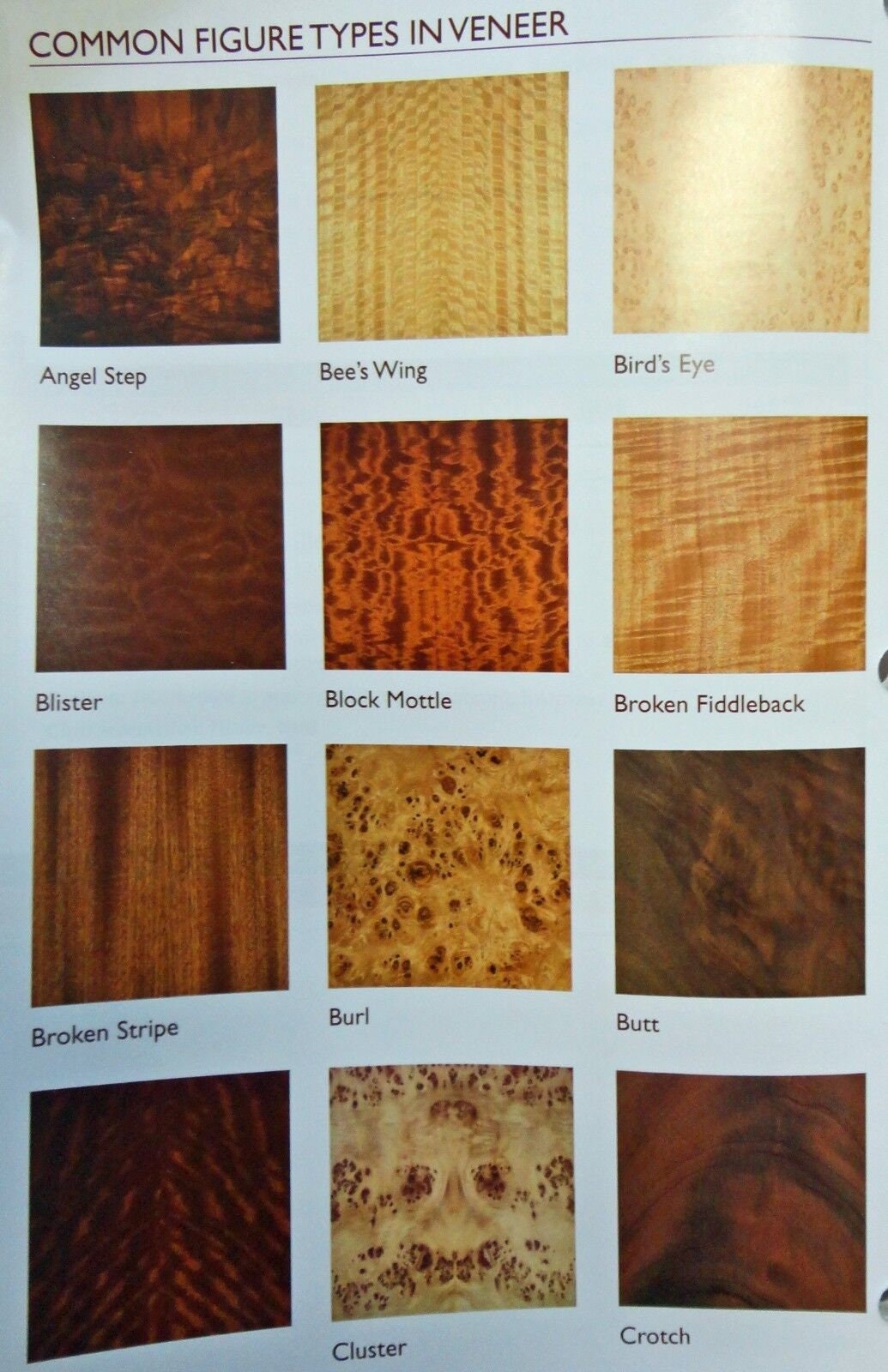 Wood Veneer Sample Species Color Picture Photo Guide 80 Pages - Etsy