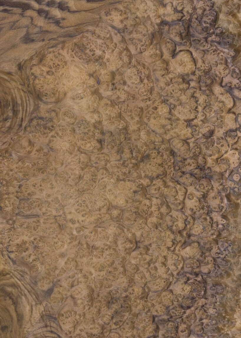 Walnut Burl Wood Veneer 19 X 30 Raw No Backing - Etsy