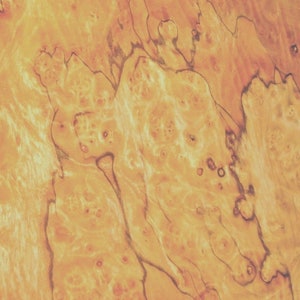 Pepperwood Pimento Burl Wood Veneer 14 X 32 Raw No Backing 1/42 ...