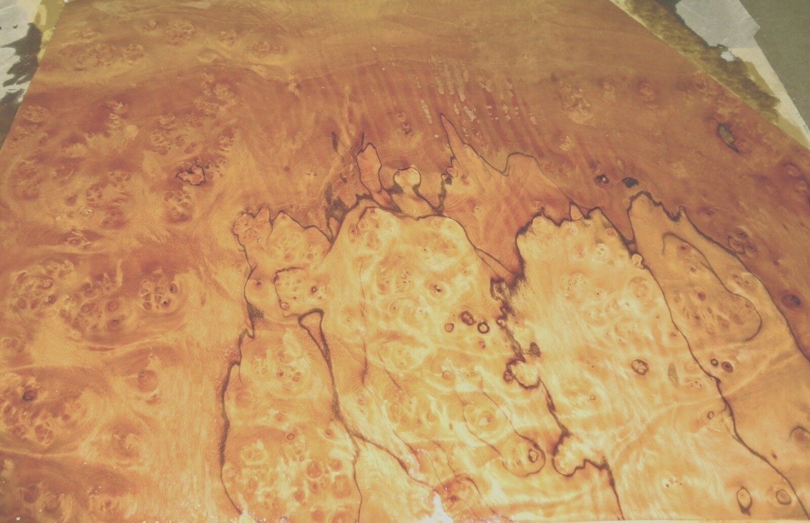 Pimento Burl Prefinished Wood Veneer 14" X 17" on MDF Panel 5/8'' Thick ...
