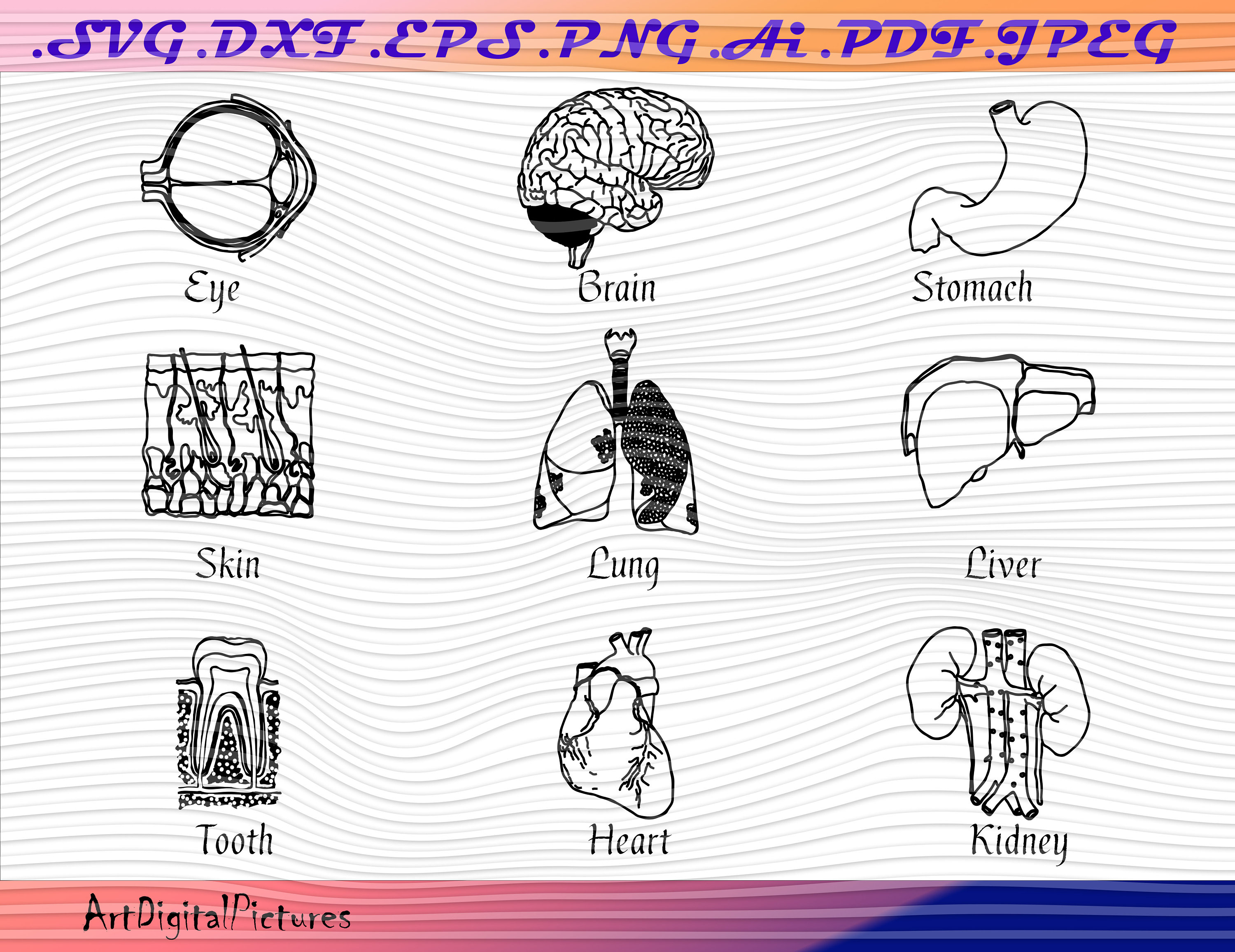 Human body part anatomy Svg Organs Bundle Icon Files for | Etsy
