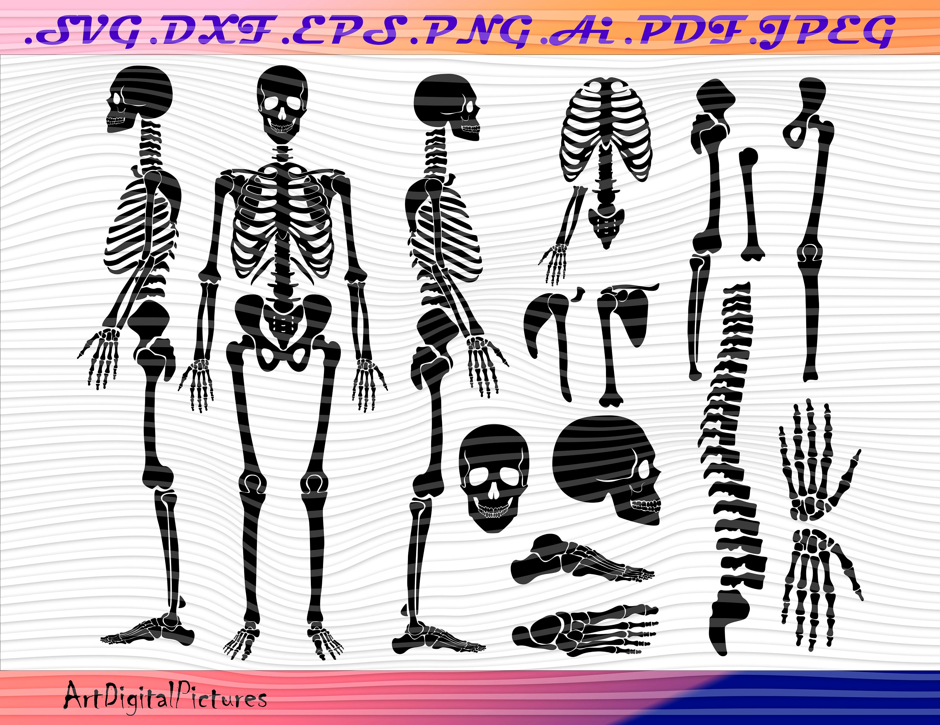 18 Human skeletons svg Skeleton SVG Skeleton bones svg | Etsy