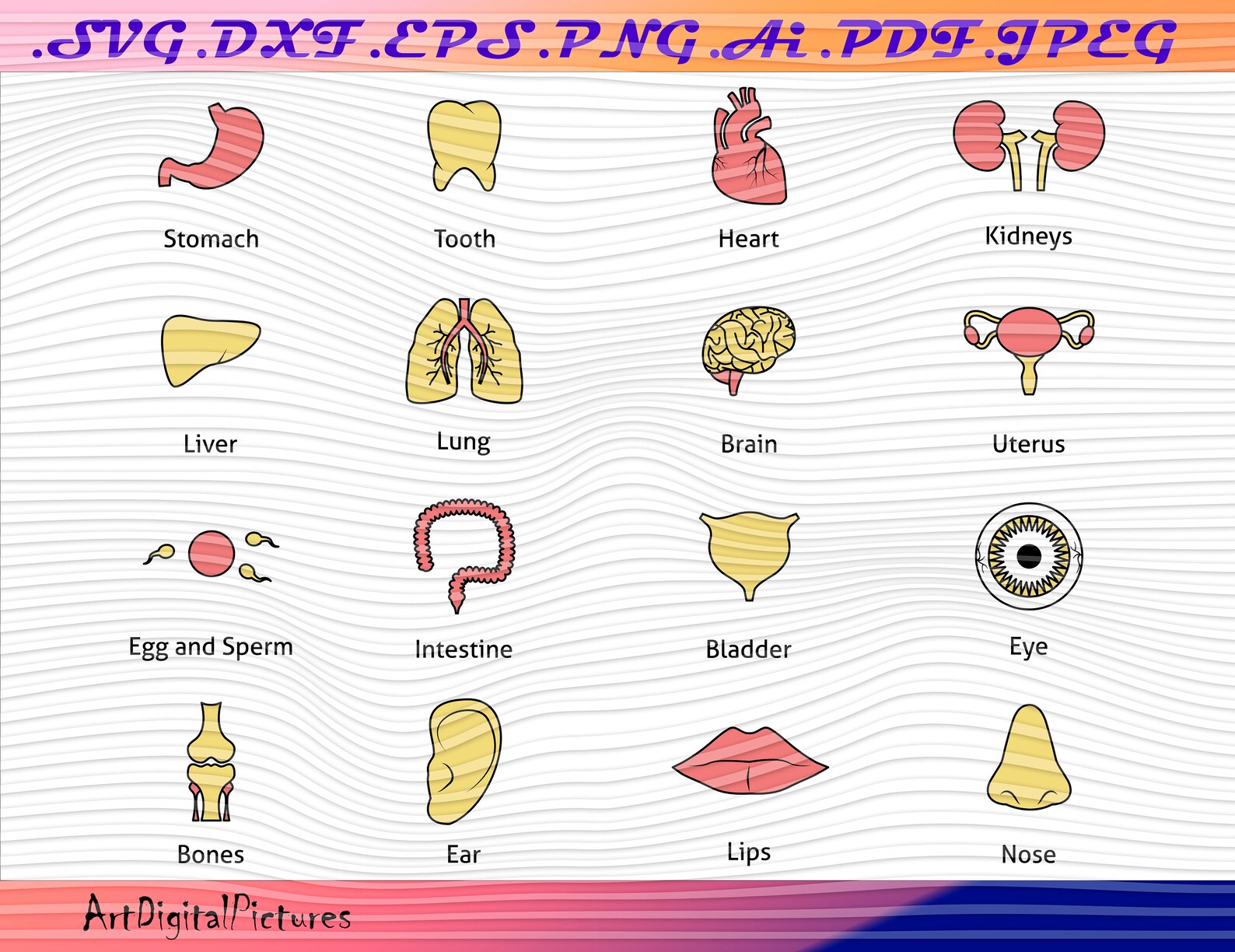 16 Human Body Part Anatomy Svg Organs Bundle Icon Files for - Etsy UK
