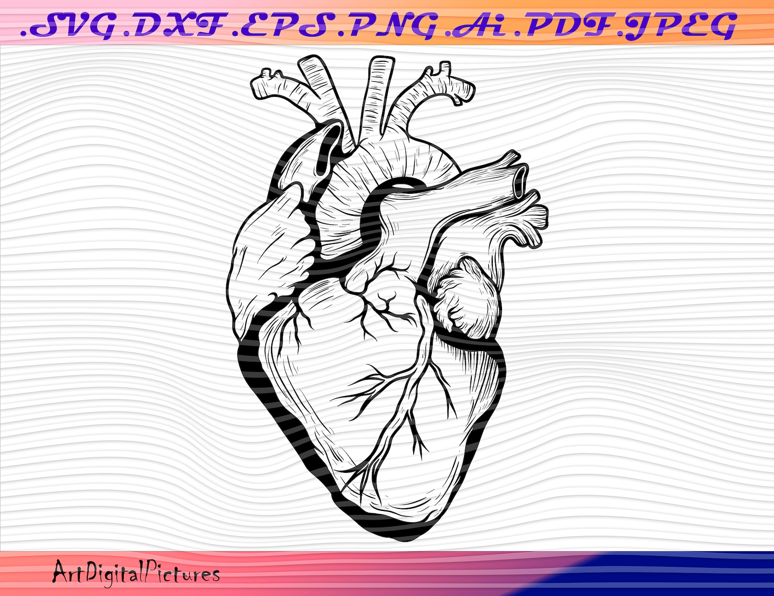 Human Heart Svg Heart Svg File Anatomical Heart Svg Human - Etsy