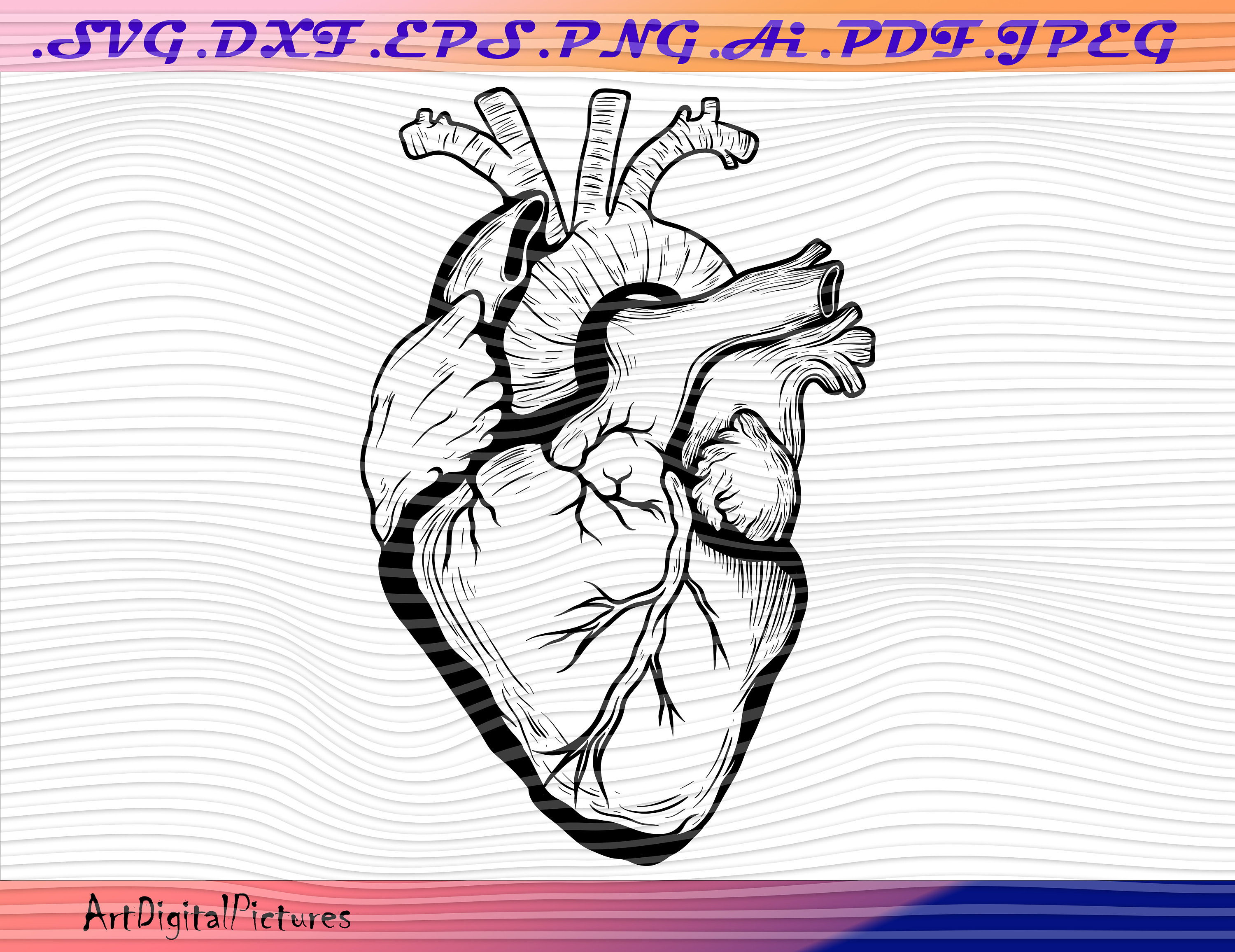 Human Heart svg Heart Svg File Anatomical heart svg Human | Etsy