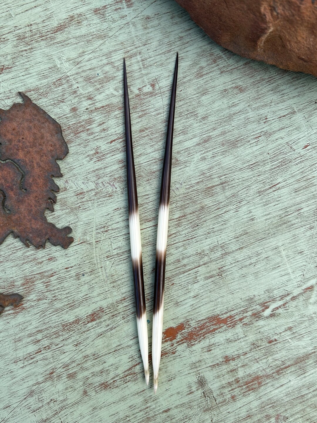 Porcupine Quills - Etsy