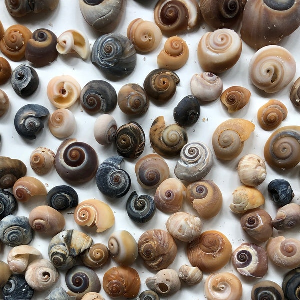 Moon Snail - Etsy