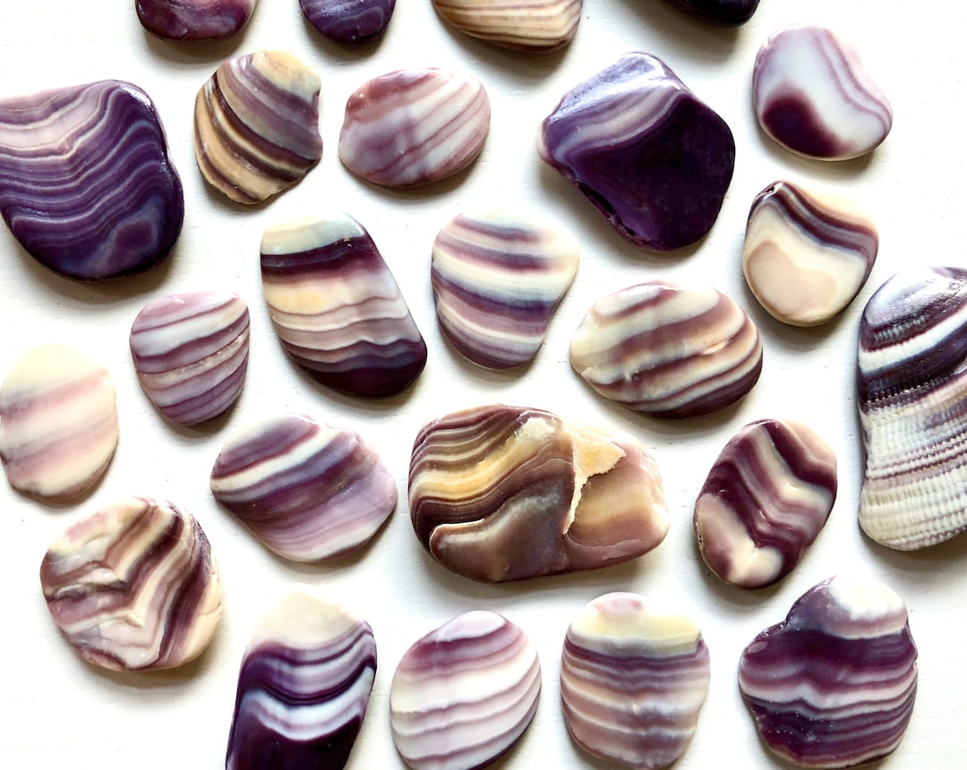 Polished Wampum Shells Wampum Shells Sea Shells Craft - Etsy Canada