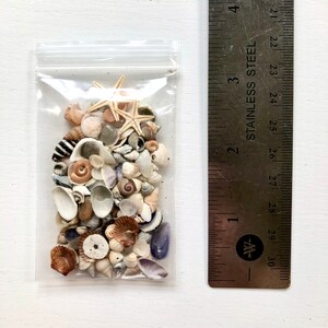 Seashell Crafting Kit Mini Shells for Creative DIY Projects Beach Art ...