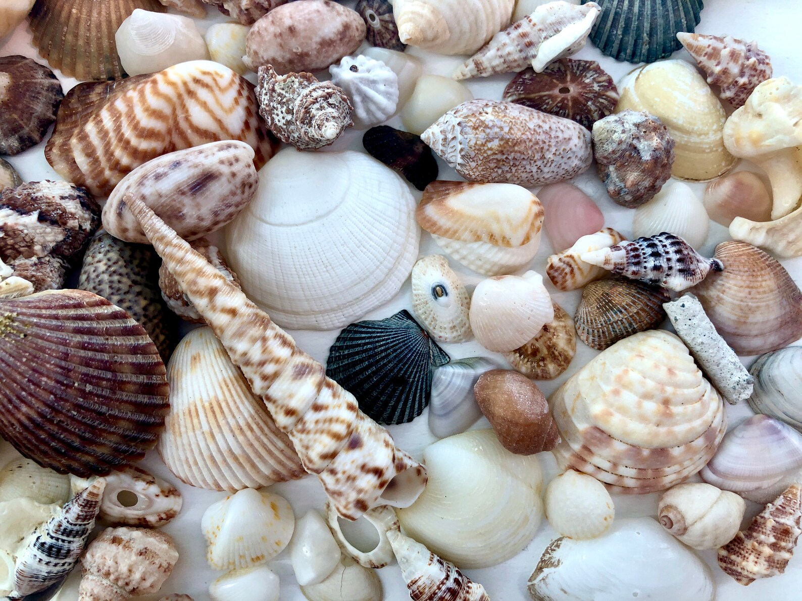 Medium/large Variety of Natural Tropical Sea Shells, Hand-picked for ...