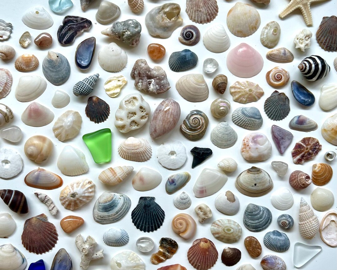 Assorted Sea Shell Crafting Kit | Shells for Creative DIY Projects ...