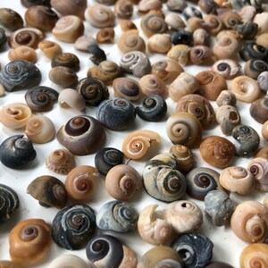 Spiral Moon Snail Shells – Perfect for Crafts and Decor | Sea Snail ...
