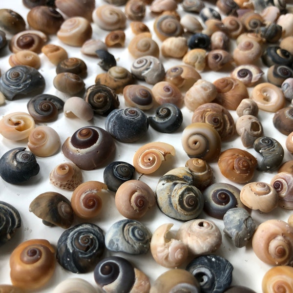 Moon Snail - Etsy