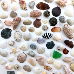 Seashell Crafting Kit Mini Shells for Creative DIY Projects Beach Art ...
