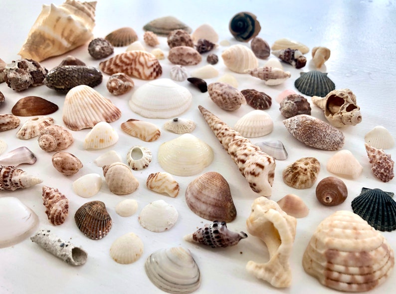 Medium/large Variety of Natural Tropical Sea Shells, Hand-picked for ...