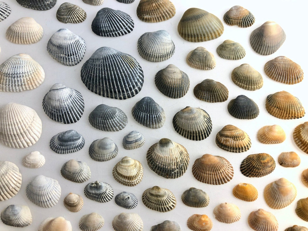 Crafting Seashells Ark Clam Shell Atlantic Ocean Seashells Beach Decor ...
