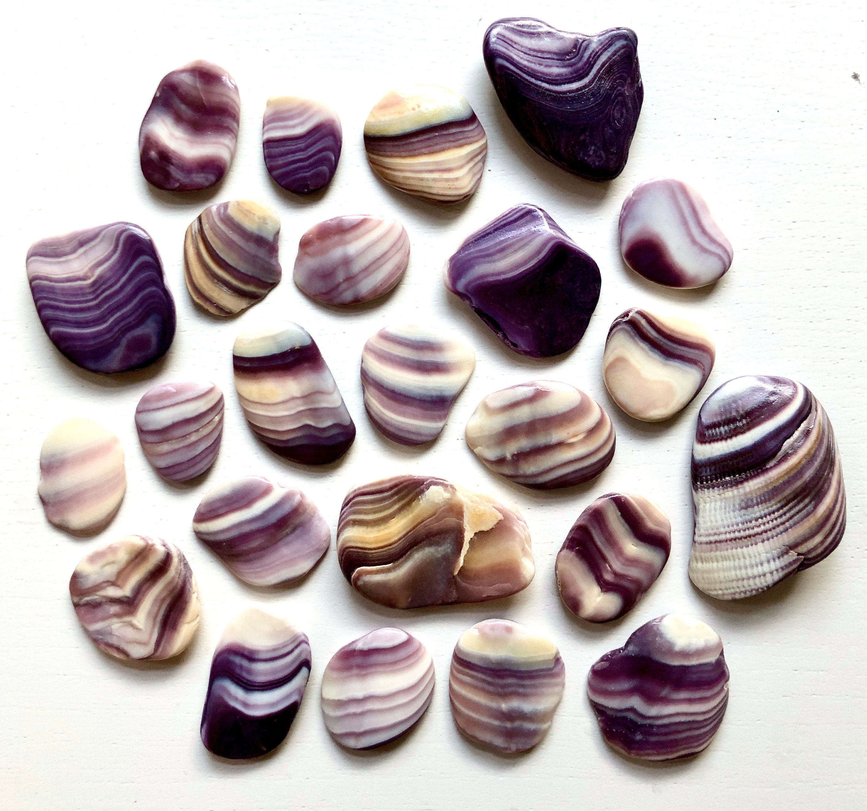 Polished Wampum Shells Wampum Shells Sea Shells Craft - Etsy