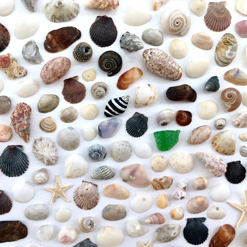 Seashell Crafts - Etsy