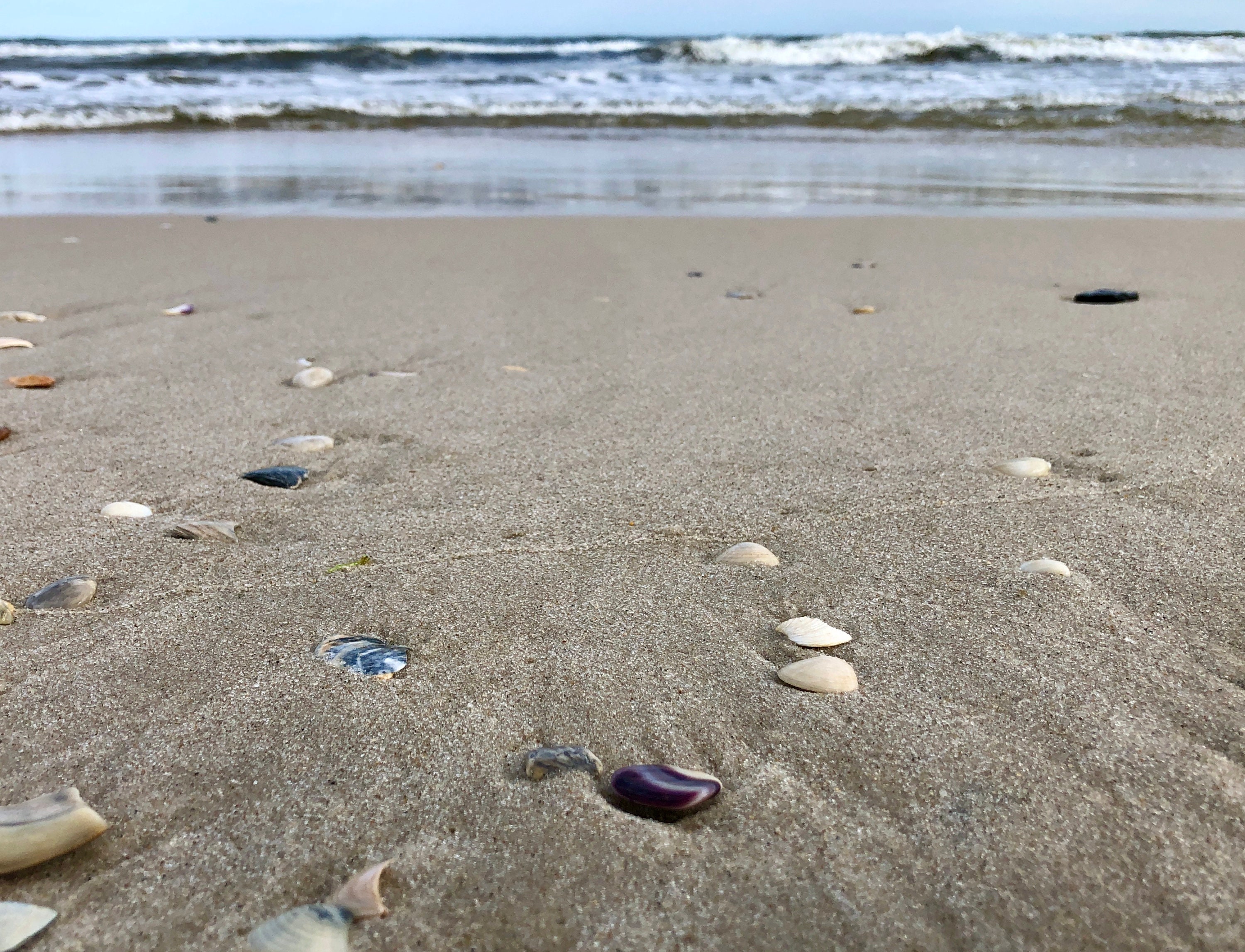 Polished Wampum Shells Wampum Shells Sea Shells Craft - Etsy Canada
