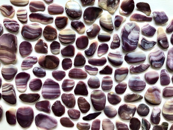 Polished Wampum Shells Wampum Shells Sea Shells Craft - Etsy Canada